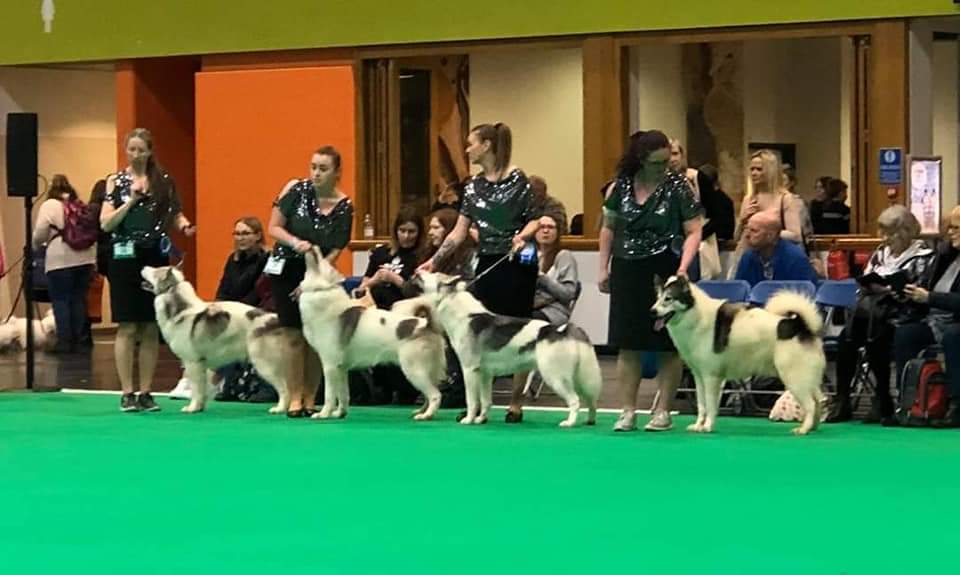 Canadian Eskimo Dogs – The home of the majestic & indigenous Canadian ...