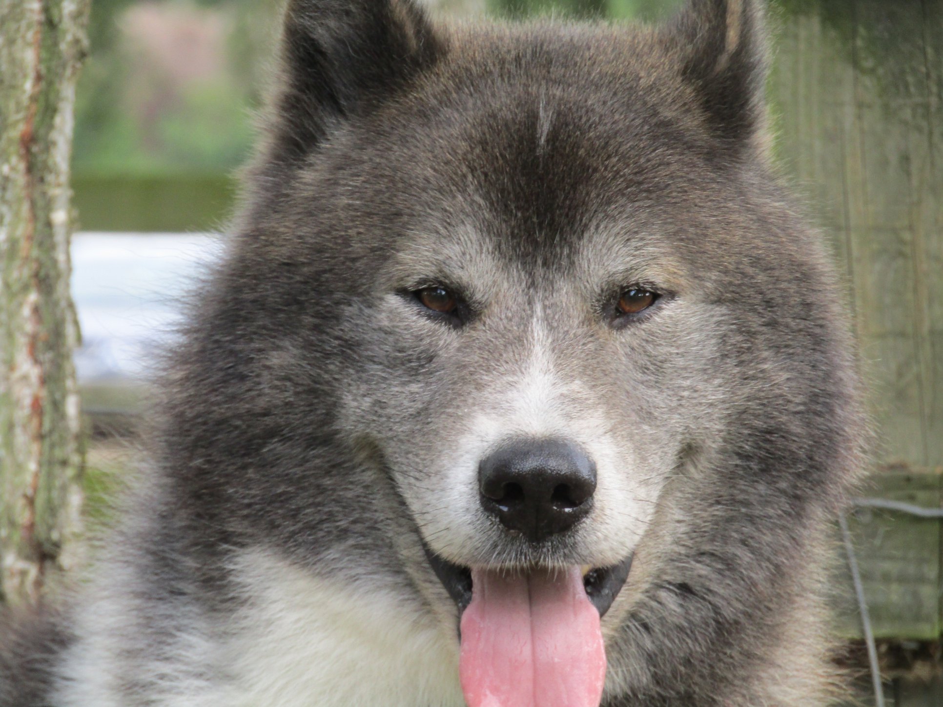 Akna Dogs – Our Boys – Canadian Eskimo Dogs