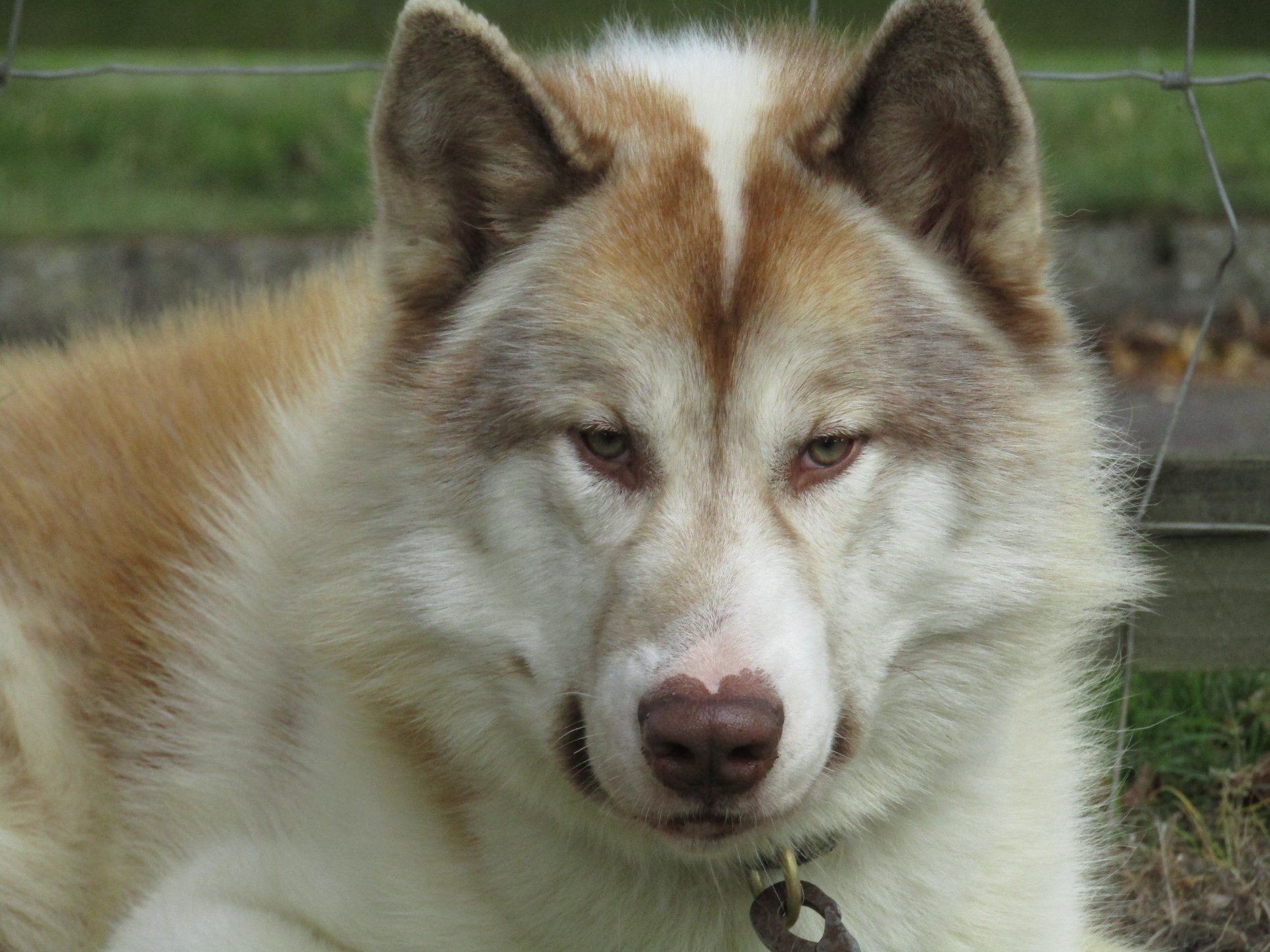 Akna Dogs – Our Boys – Canadian Eskimo Dogs