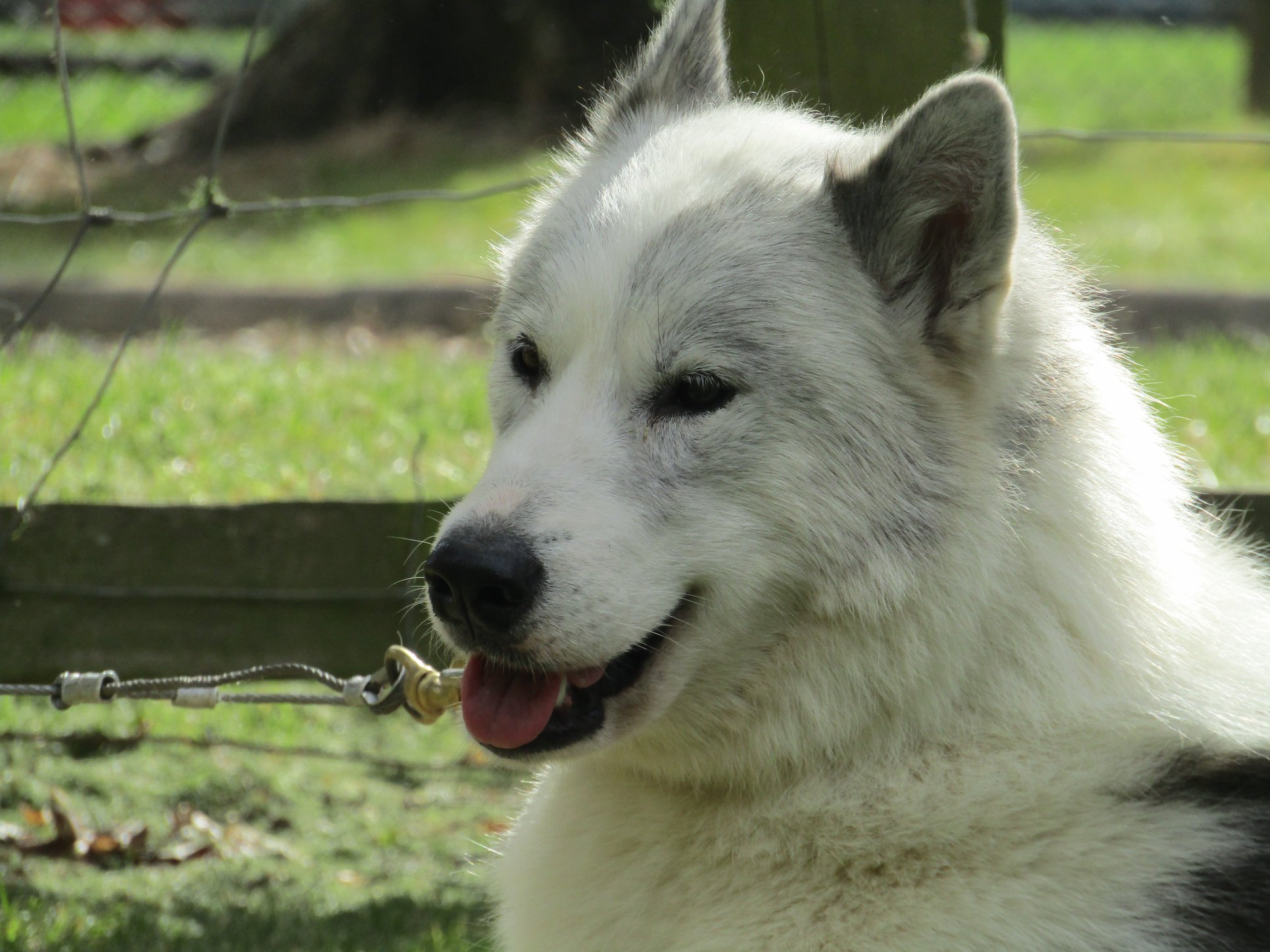 Akna Dogs – Our Boys – Canadian Eskimo Dogs