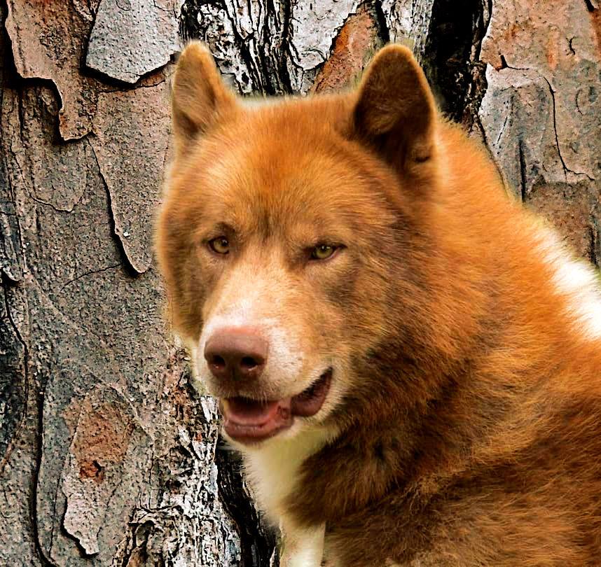 Akna Dogs – Our Boys – Canadian Eskimo Dogs