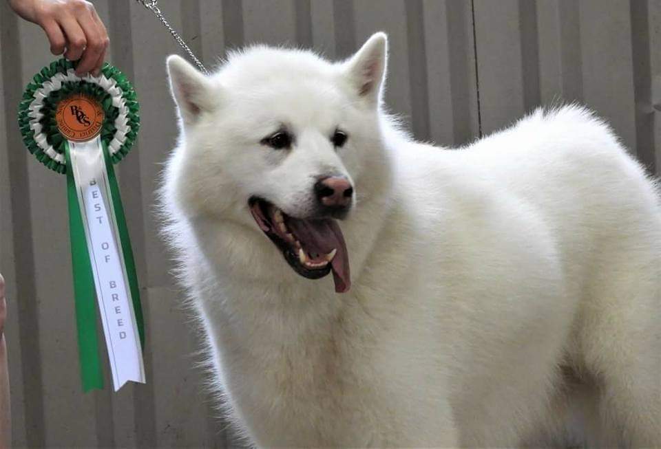 Akna Achievements – Canadian Eskimo Dogs