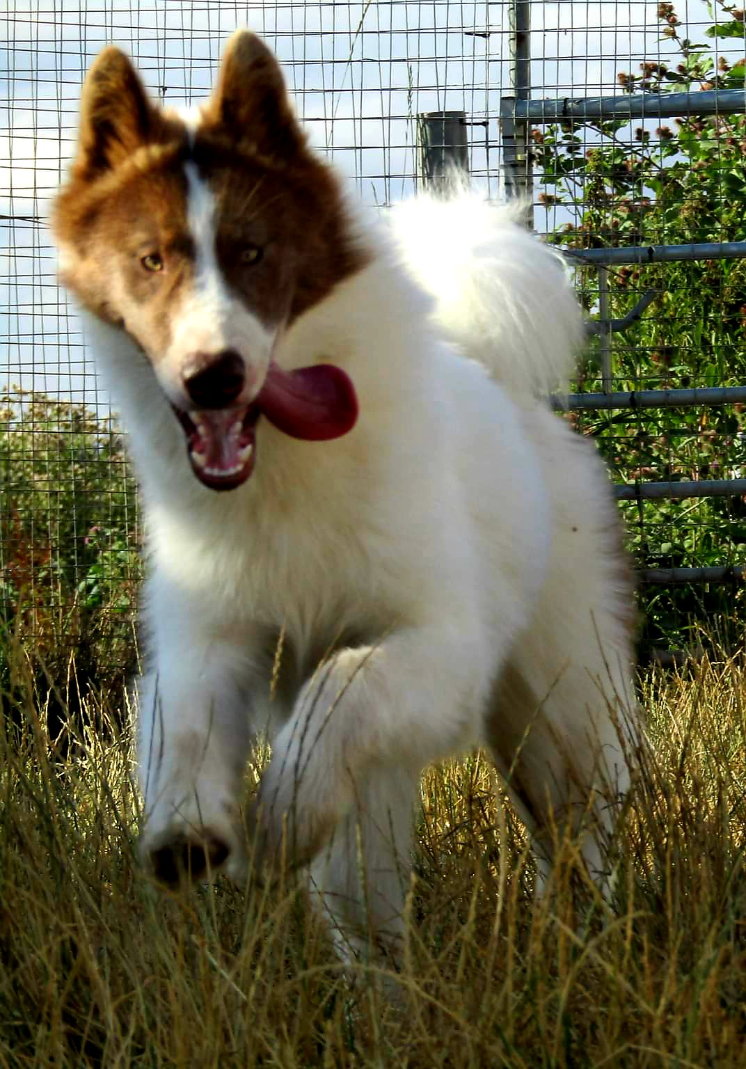Support The Dogs – Canadian Eskimo Dogs