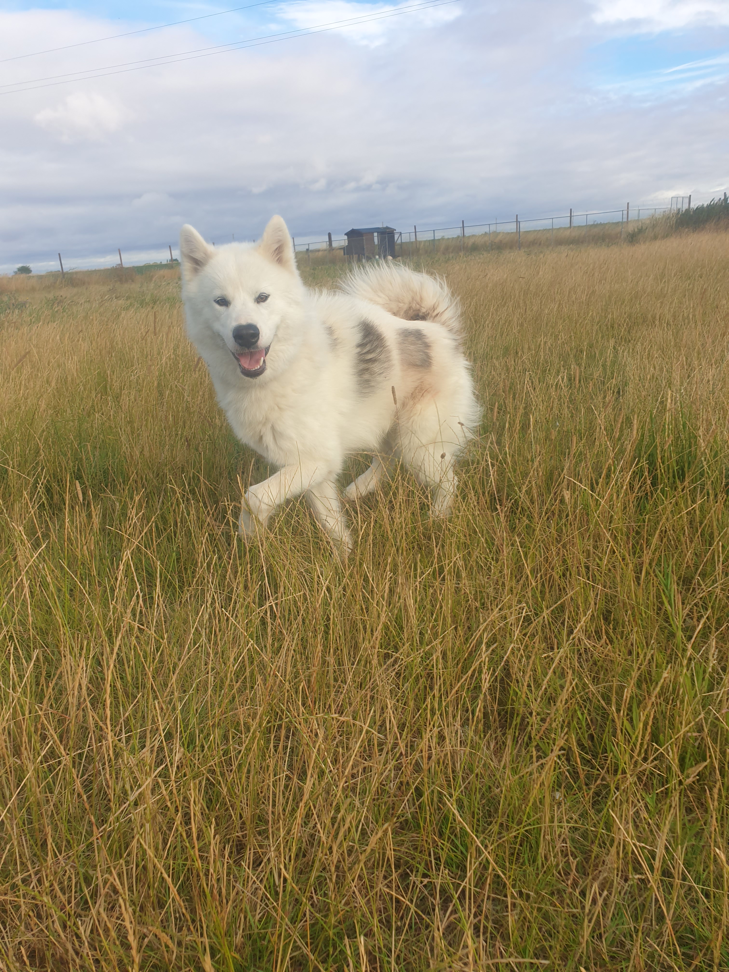 About Canadian Eskimo Dogs – Canadian Eskimo Dogs