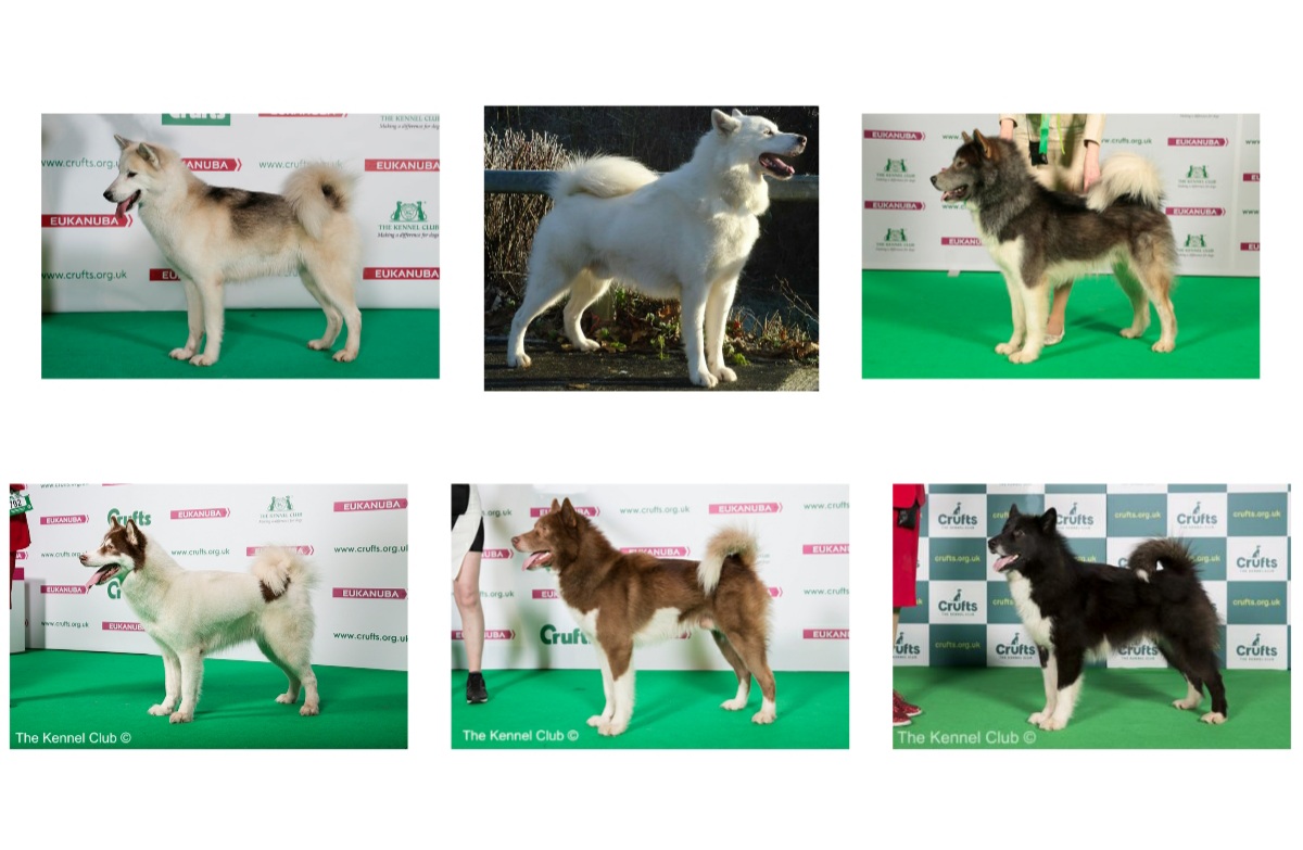 Akna Achievements – Canadian Eskimo Dogs