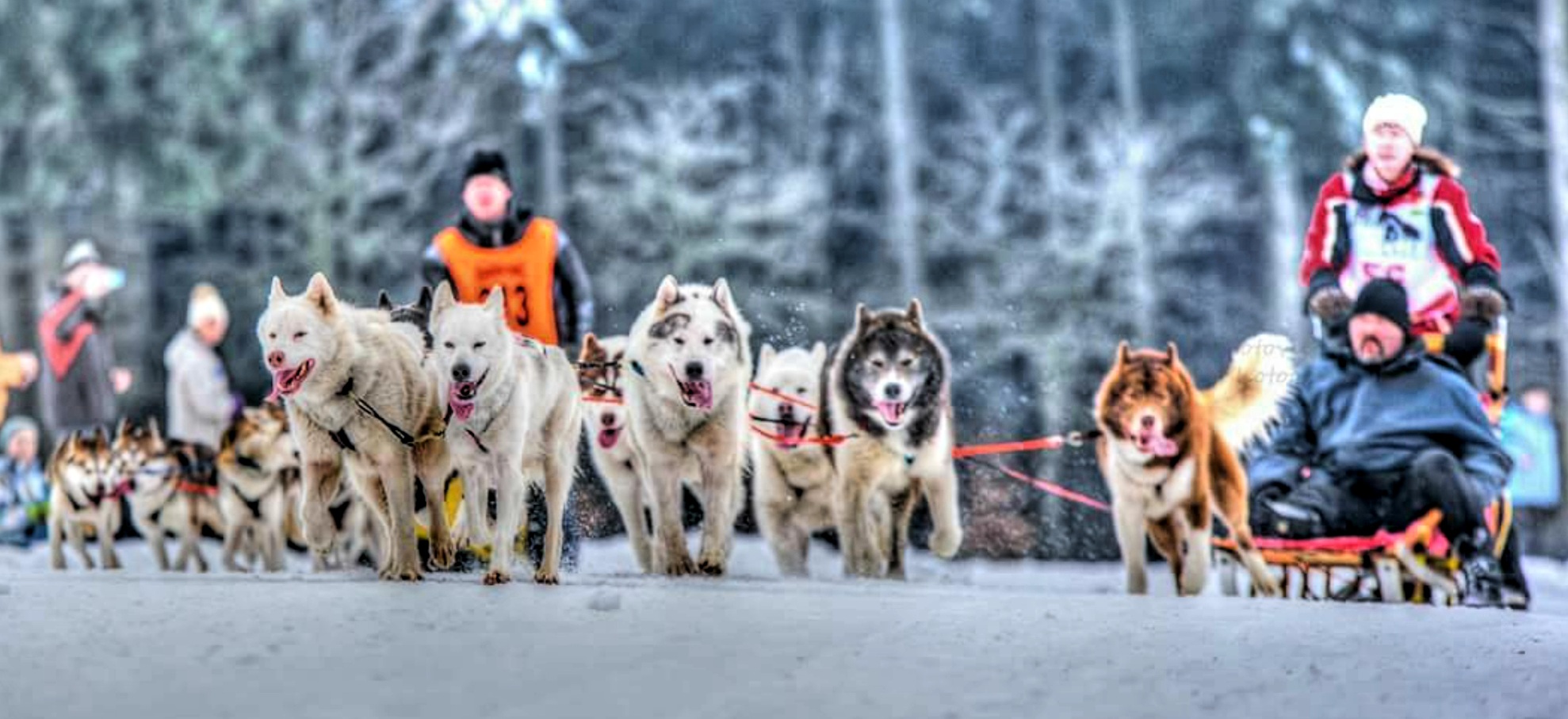 Akna Achievements – Canadian Eskimo Dogs