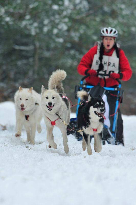 Akna Achievements – Canadian Eskimo Dogs