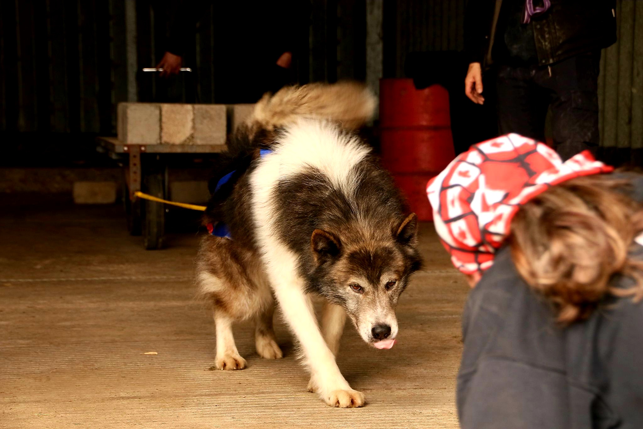 Canadian Eskimo Dogs – The home of the majestic & indigenous Canadian ...