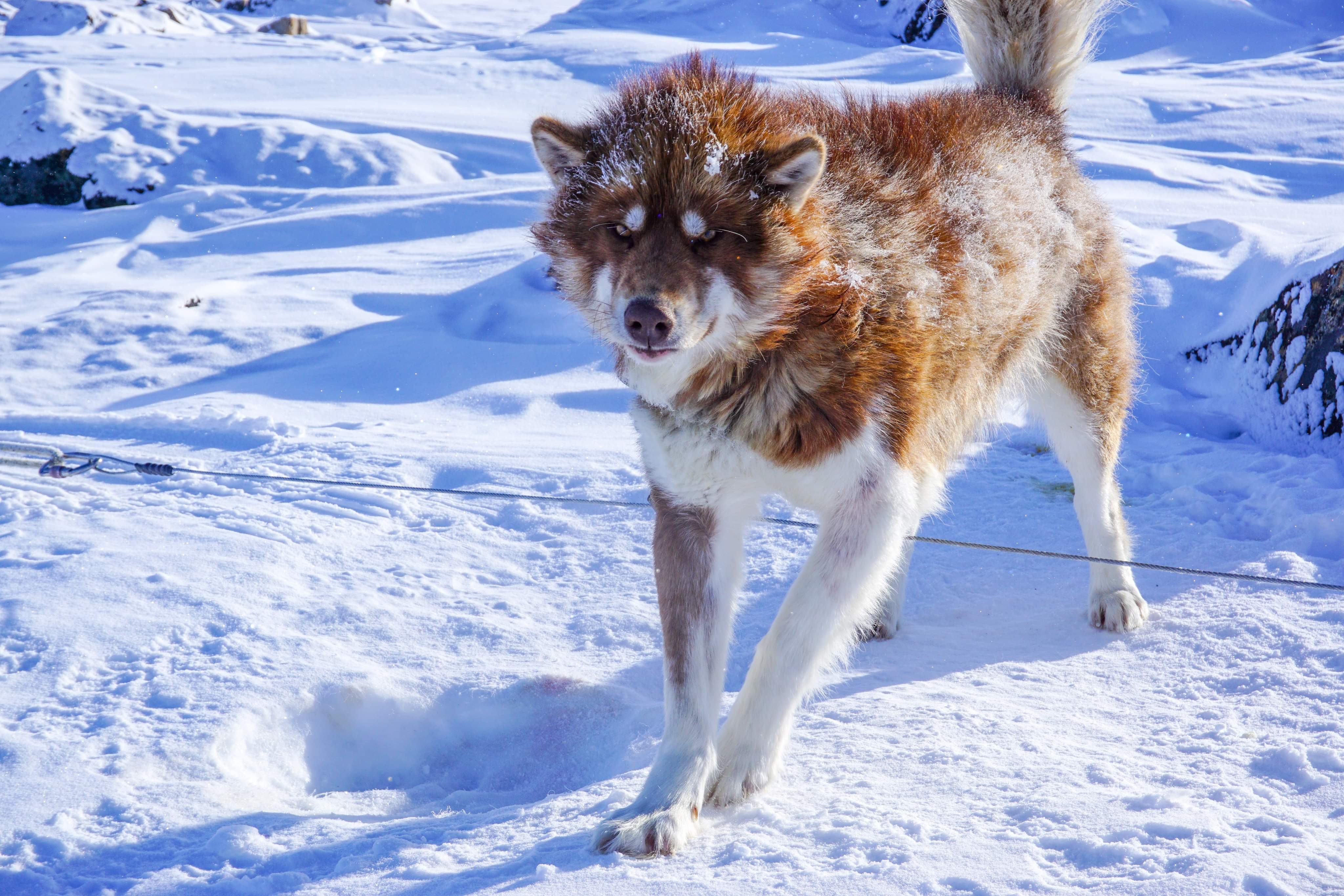 Akna Dogs – Our Boys – Canadian Eskimo Dogs
