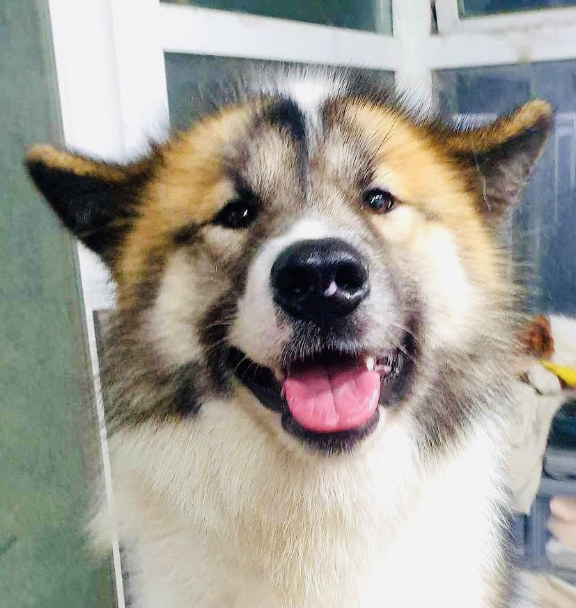 Akna Dogs – Our Boys – Canadian Eskimo Dogs